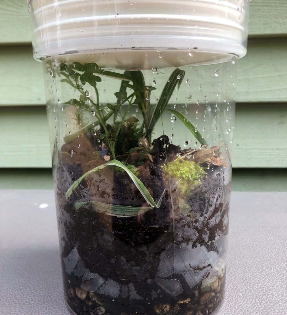 Grade 11 Students Create At Home Mesocosms Blog Post Meadowridge School