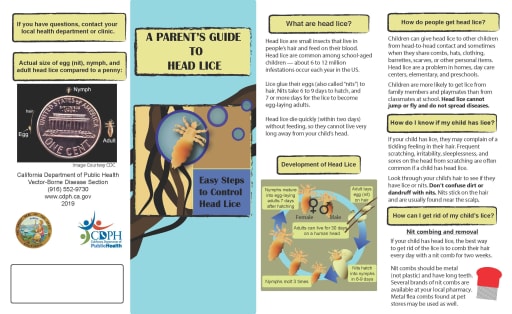 head lice leaflets
