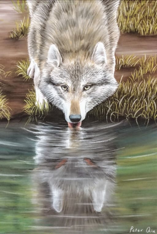 wolf drinking water drawing