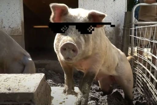 Pig Food Memes