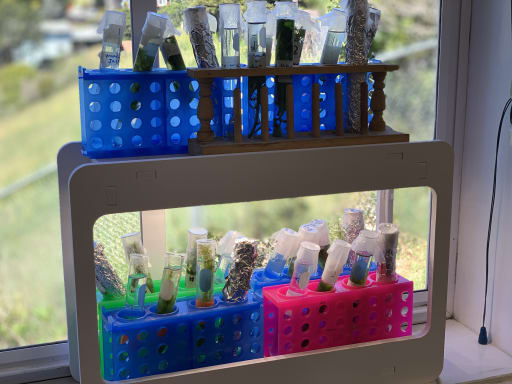 elodea experiment results