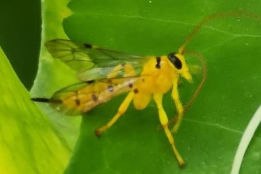 ichneumon wasp