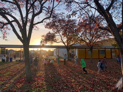 fallen branch elementary