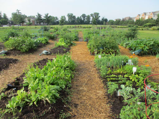 Organic Community Garden Erindale Community Garden – Canberra