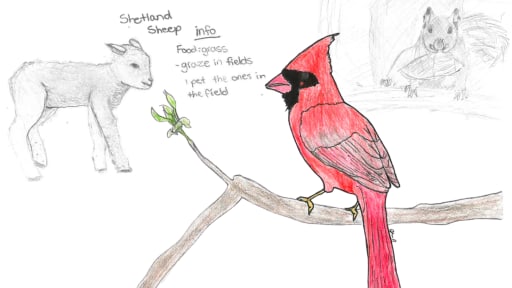 how to draw earth bird