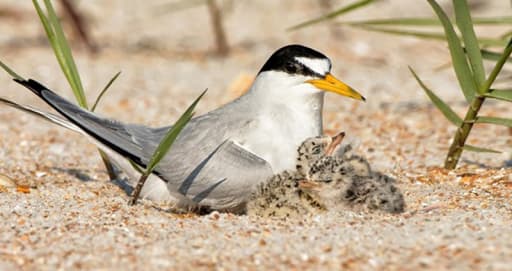 least tern nesting area