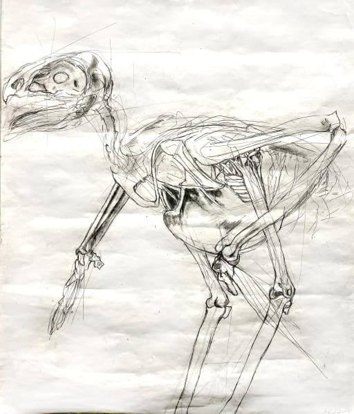 Bird Skeleton Art