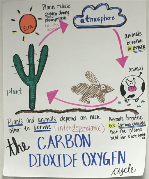 Carbon Dioxide Oxygen Cycle Anchor Chart Science Anchor