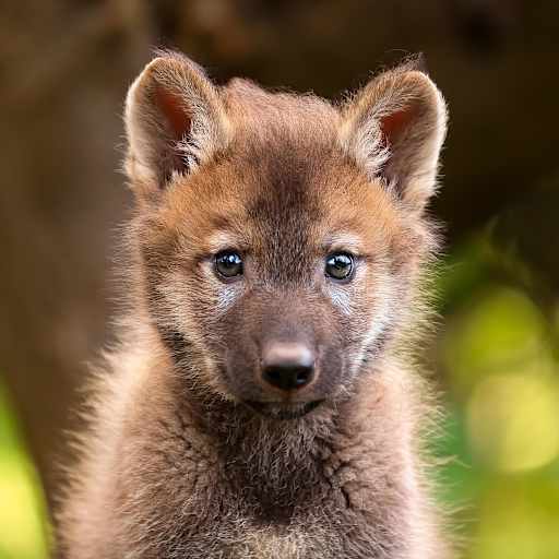 brown wolf puppy