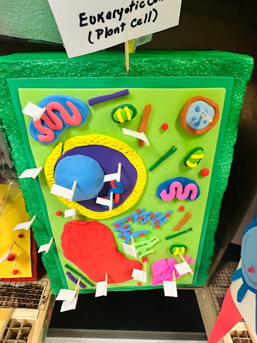 Eukaryotic Plant Cell Project