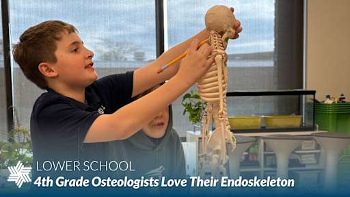 human endoskeleton system