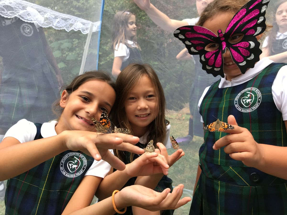 Painted Lady Butterflies are released into Stuart's native plant garden ...