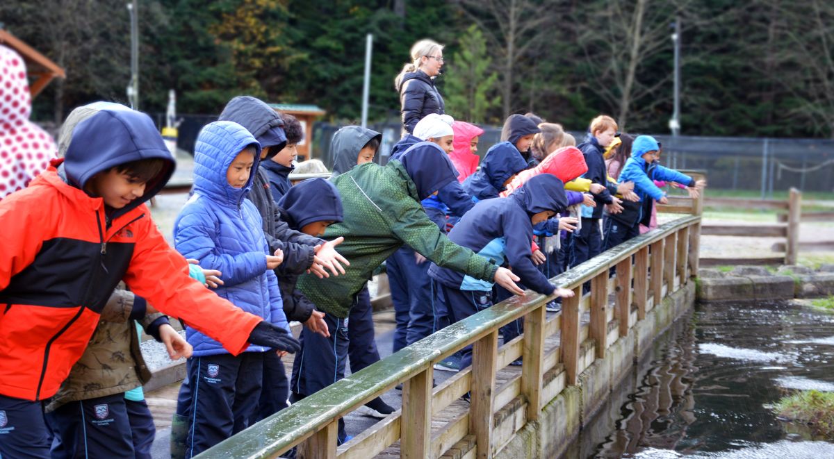 Grade 4 Prepares for Special Class Visitors... Salmonids! | Blog Post ...