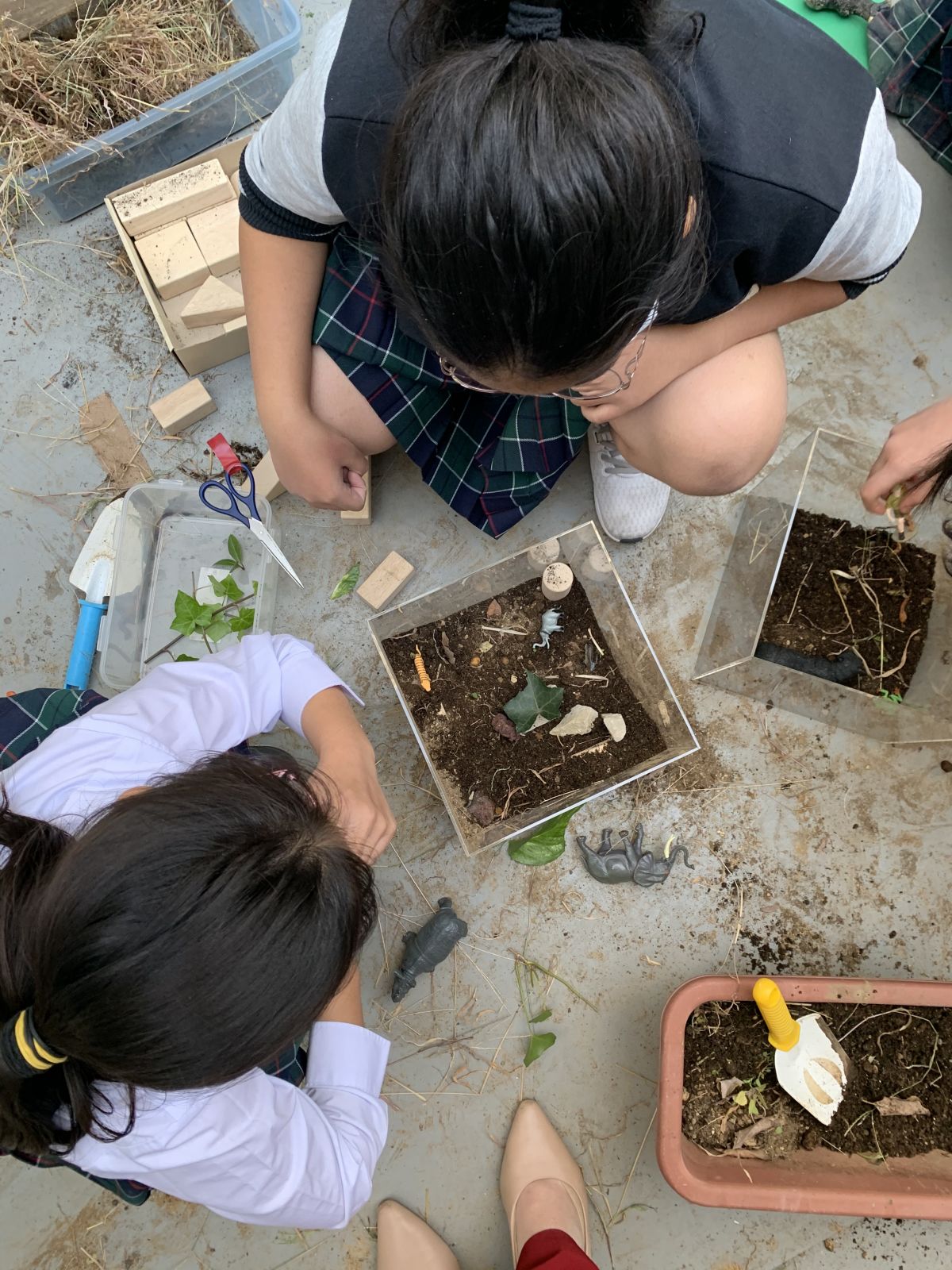 Provocation: Grade 5 Sharing The Planet - Biodiversity! | Setagaya