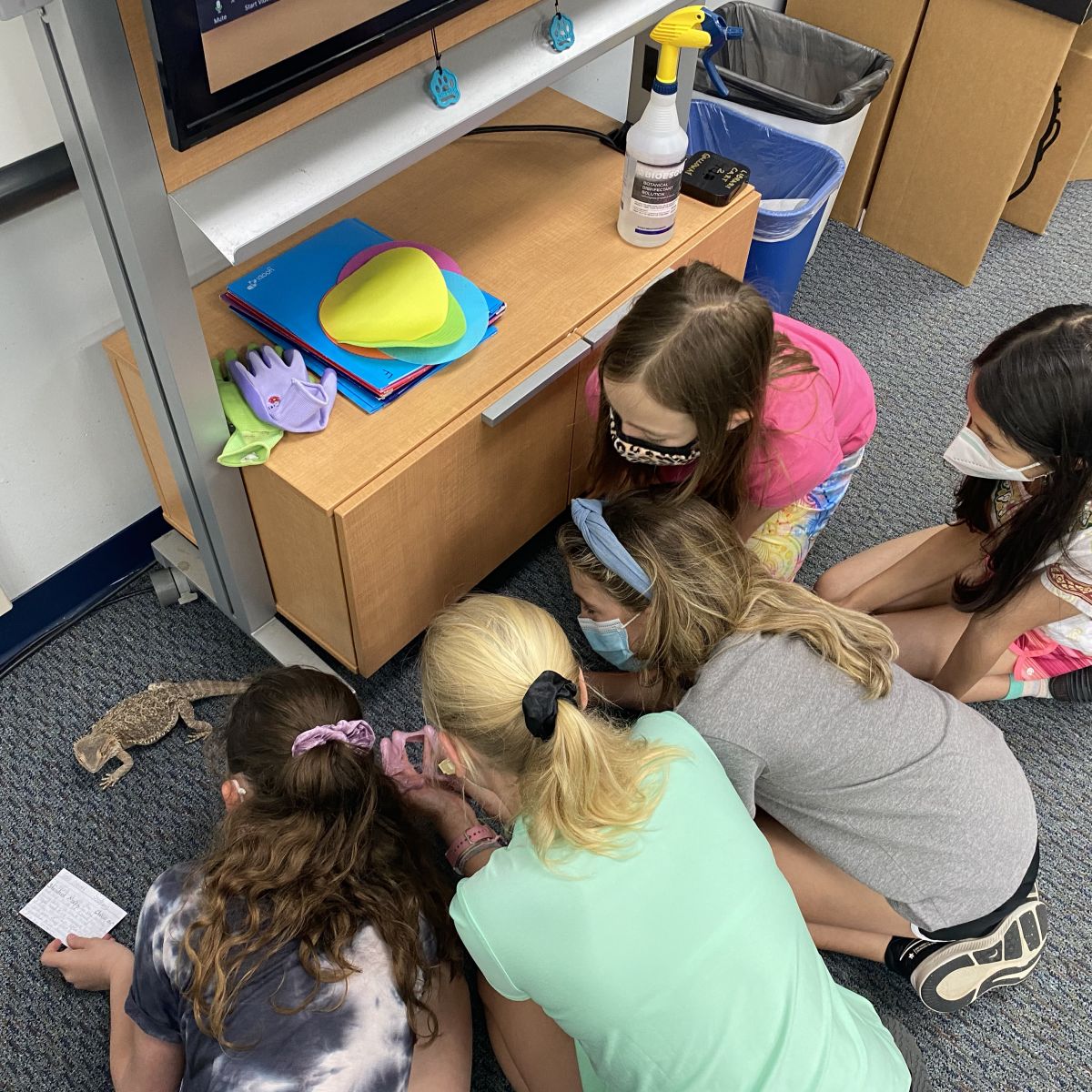 ML Science Students Research, Create Biome for Bearded Dragon | Post ...