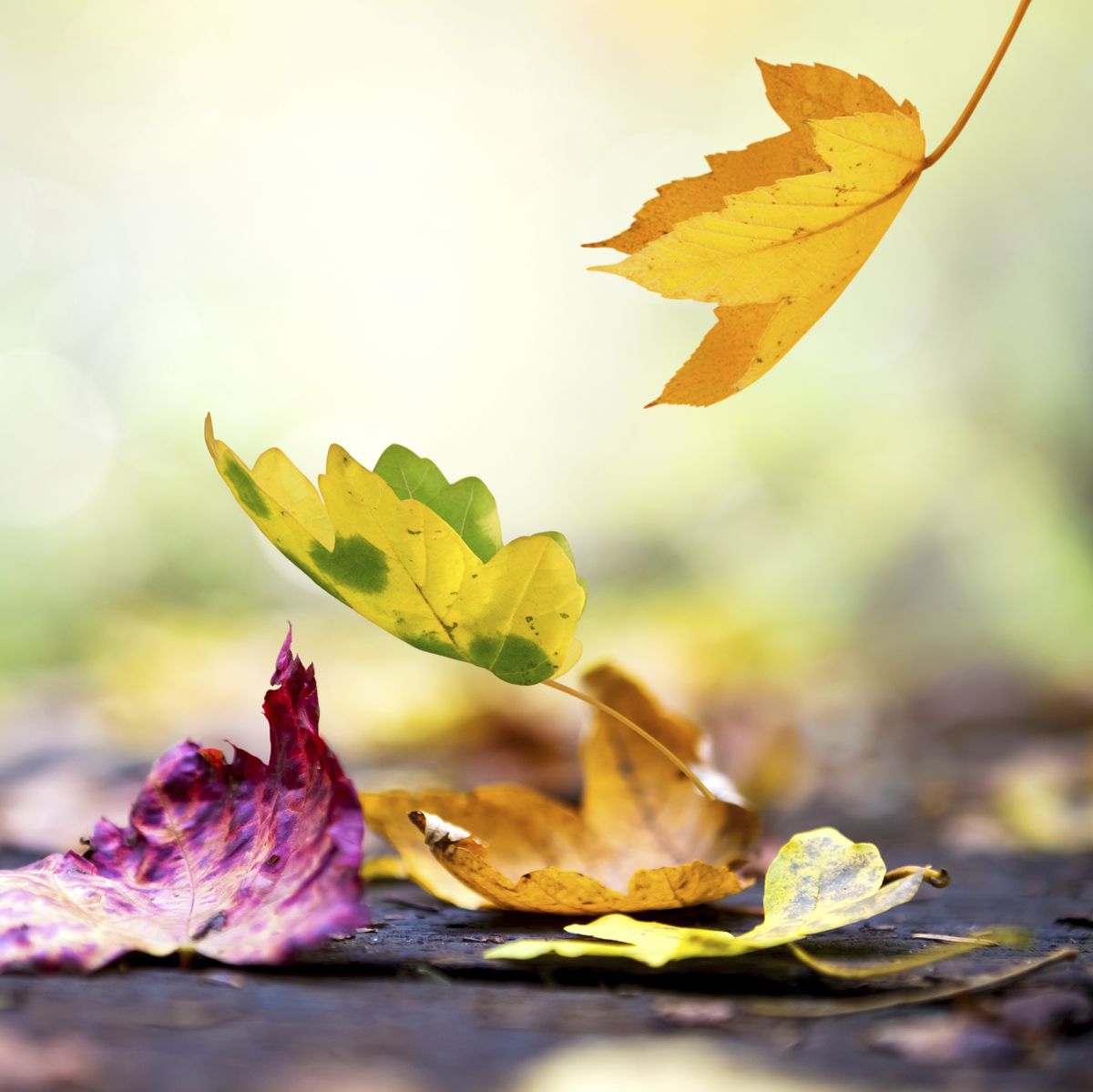 Massachusetts DESE Fall 2021 Health Update | Details - Atkinson Elementary