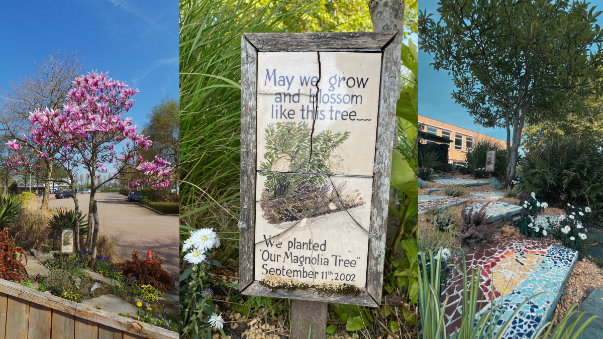 ASH Magnolia Tree as Tribute to Hope | Detail Page: CONNECT STORIES