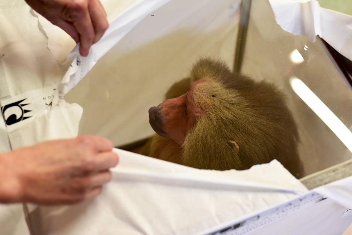 Unwrapping the Monkey | Collections | Stonyhurst News