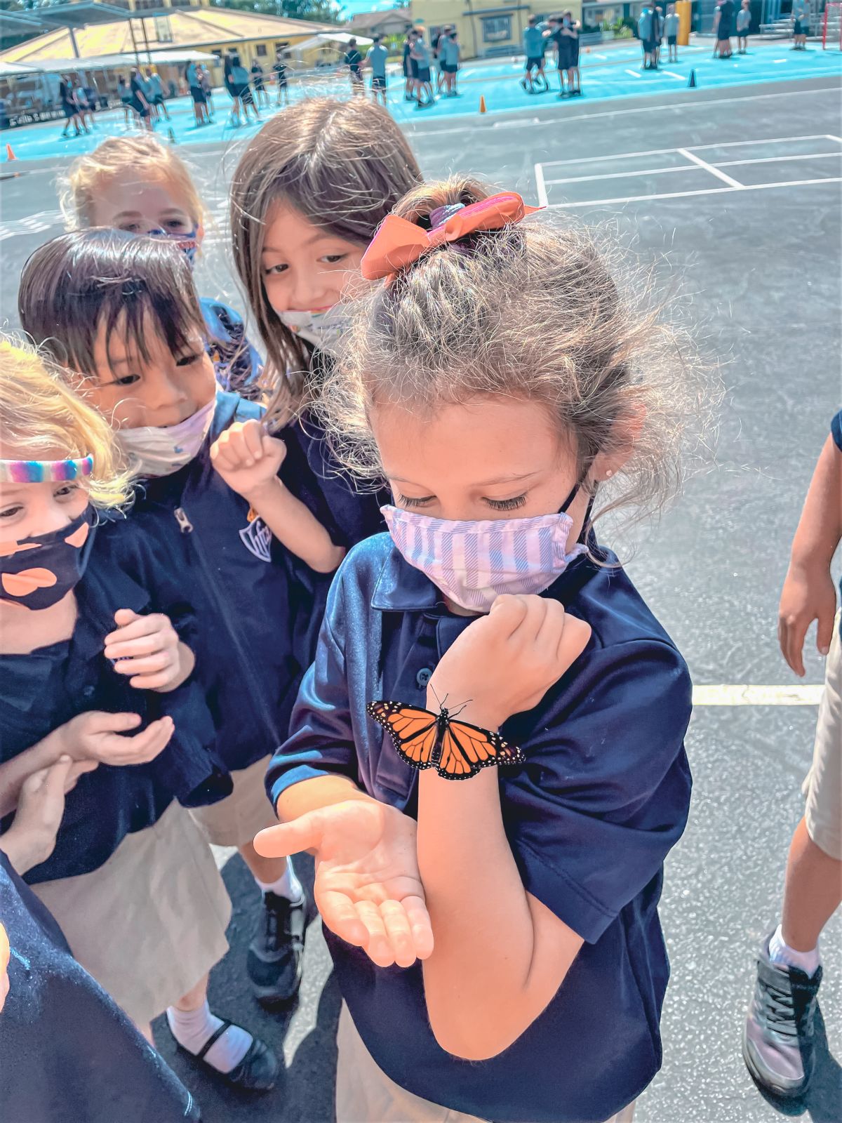 Kindergarten Butterfly Project | Post