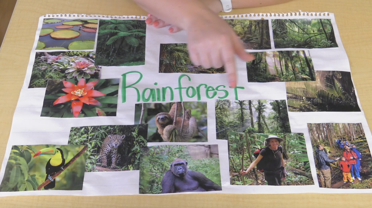 Focused Learning - All About Forests: Rainforest! | Homeroom Kids! Pre ...