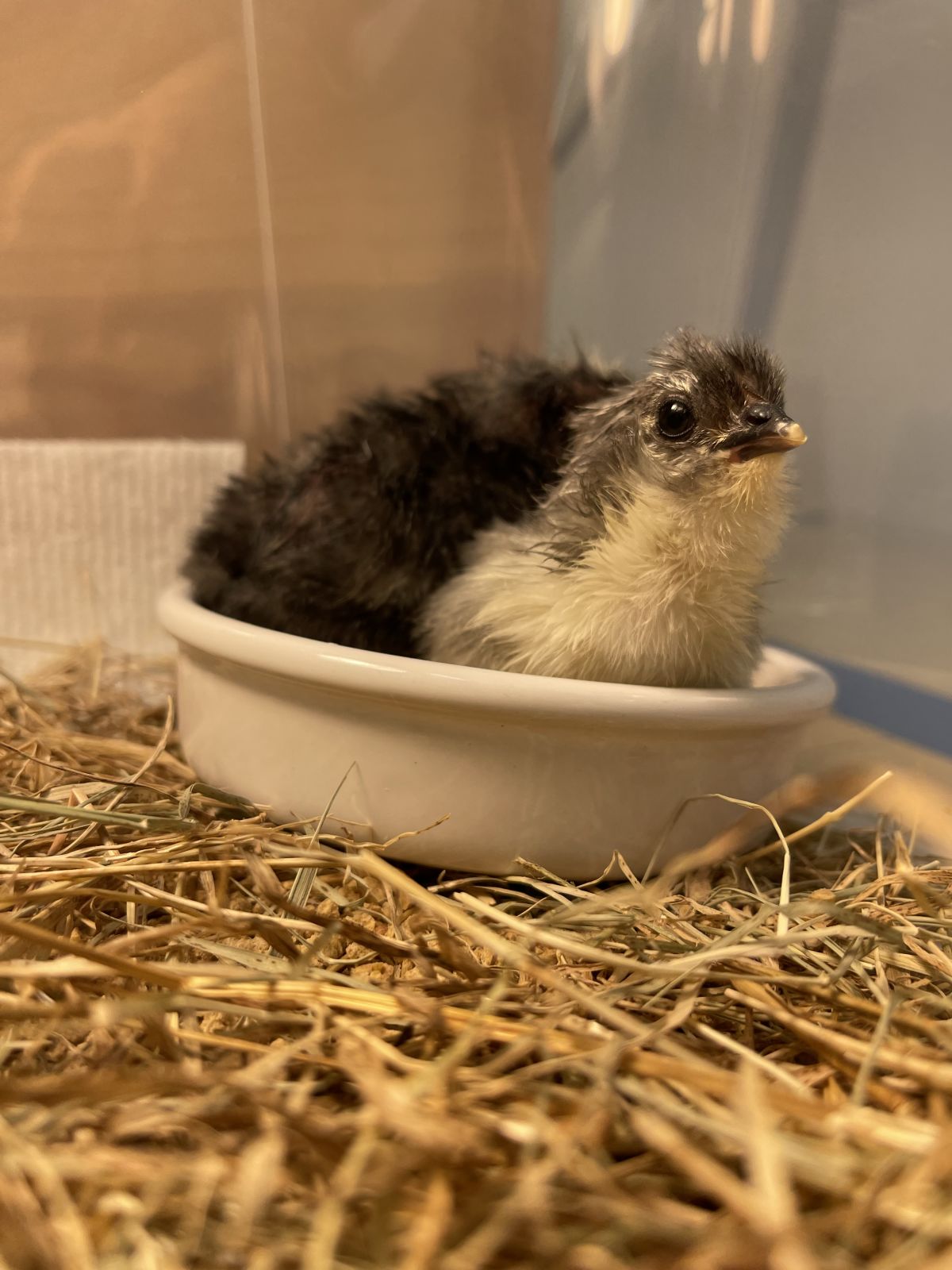 Life Cycle of a Chick Lesson | News Post - Alexander Montessori