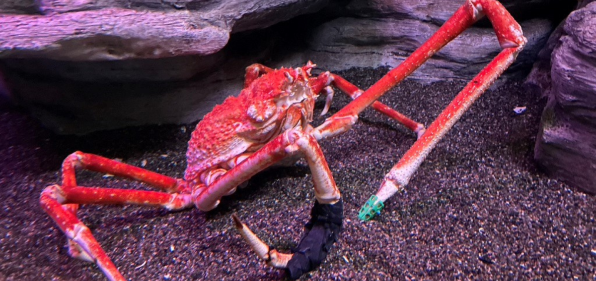 SAMi and Truman help make cast for spider crab at Point Defiance Zoo ...
