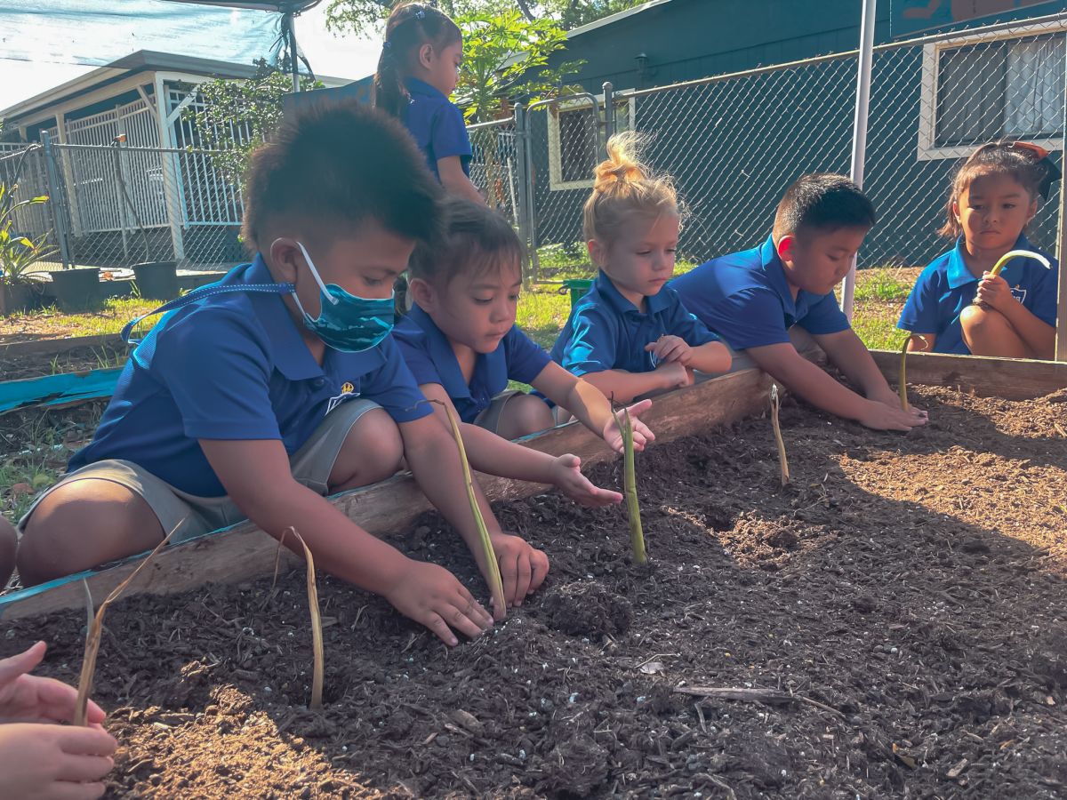Preschool Planting Kalo | Post