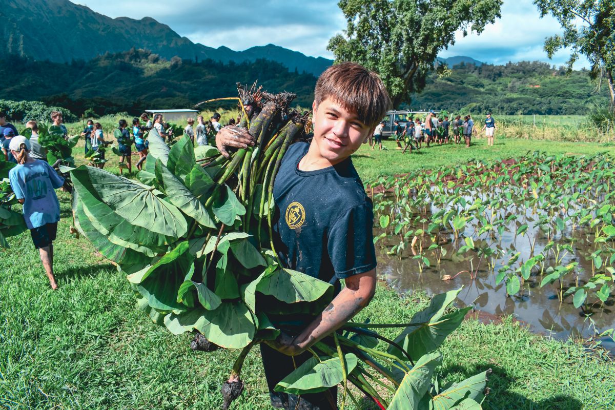Kākoʻo ʻŌiwi Kalo Patch | Post