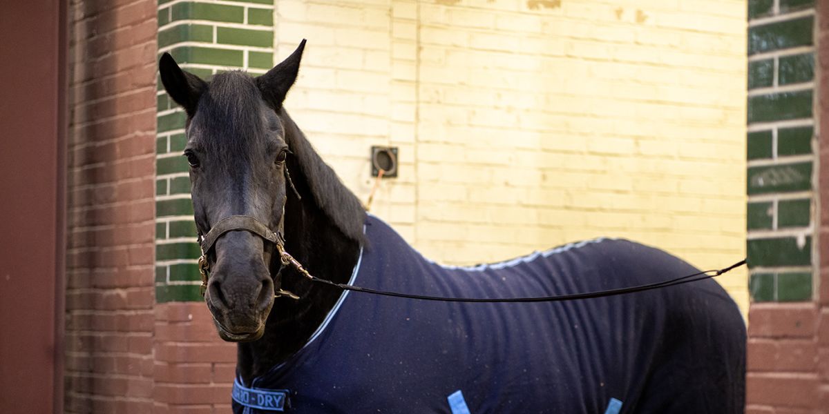 One of Culver’s most beloved horses donated to therapy program | News ...