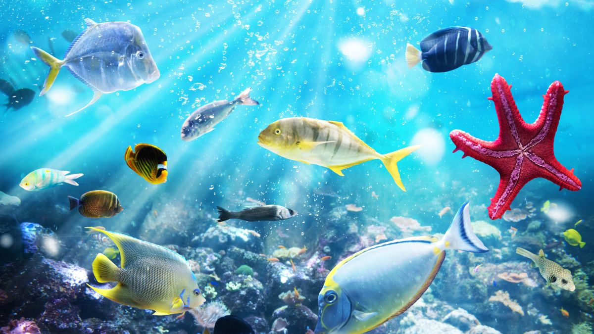 K-2 Marine Science Literacy Night 2024 | Details - Belle Terre ...