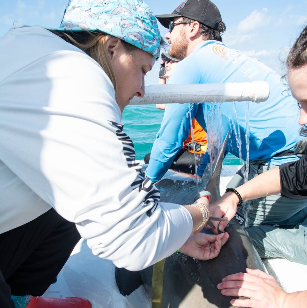 Taylor Malewicki '11: Sharks for Research Program | News Page - Bishop ...