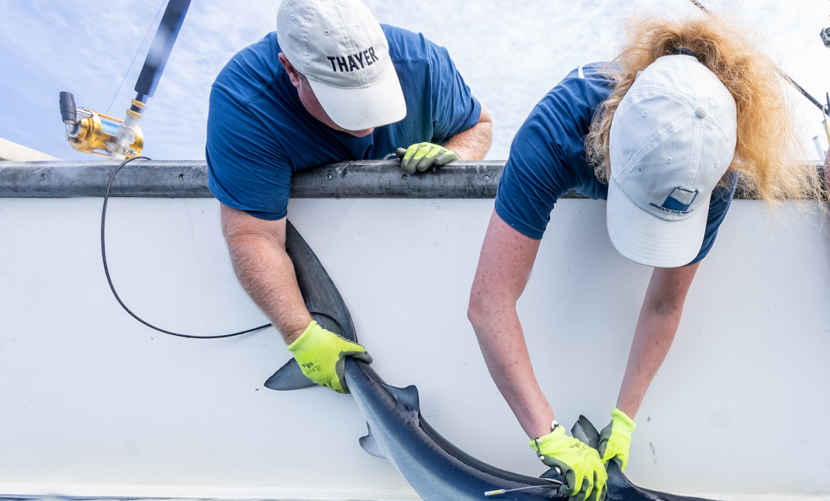 Diving right in: Thayer partners with Beneath The Waves on vital marine ...