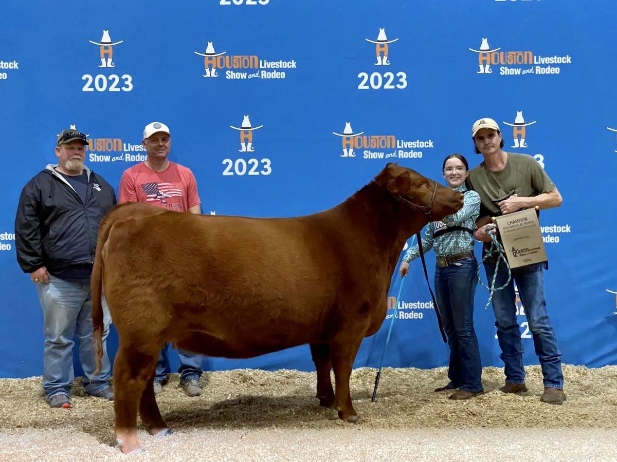 Houston Livestock Show Jr. Breeding Heifer Results | News details