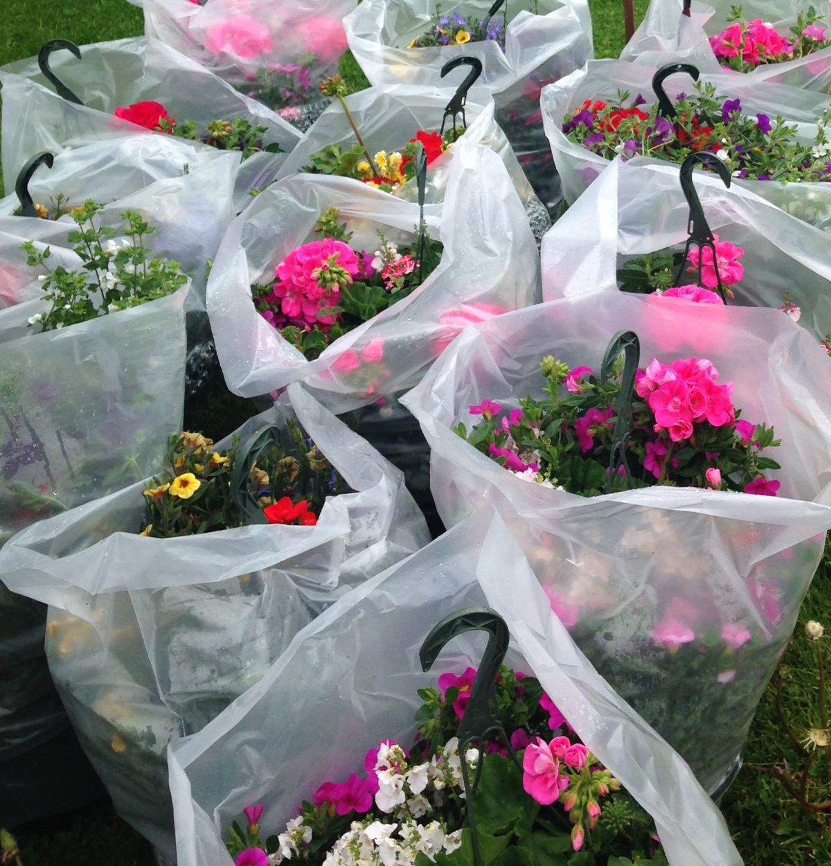 Spring Has Sprung: Parent Guild Flower Sales are Back! | Blog Post ...