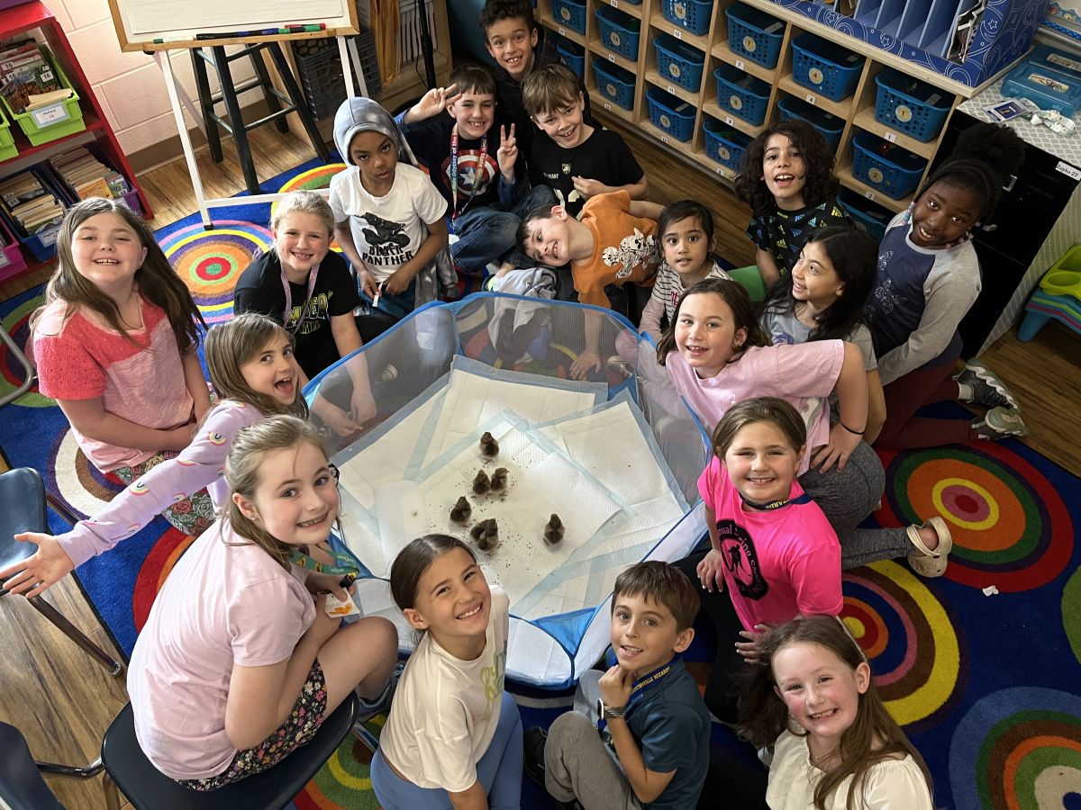 Students learn about the cycle of chickens, eight chicks hatch | News Story