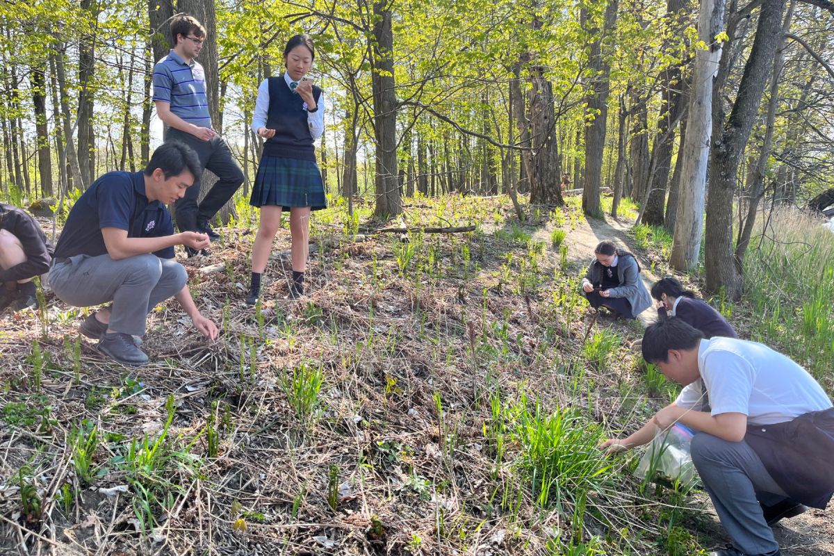A fern-tastic treat | Details