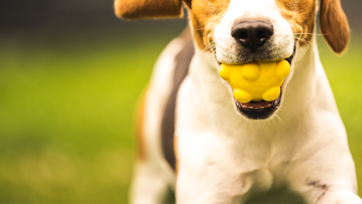 A Dog's OW: Nessie and the Object of Worship | blog post