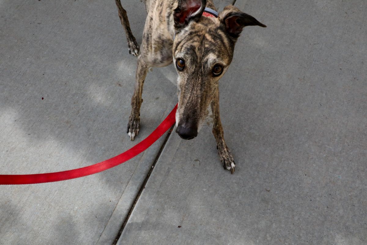 A Day in the Life of an Emma Dog: Otto | News Details