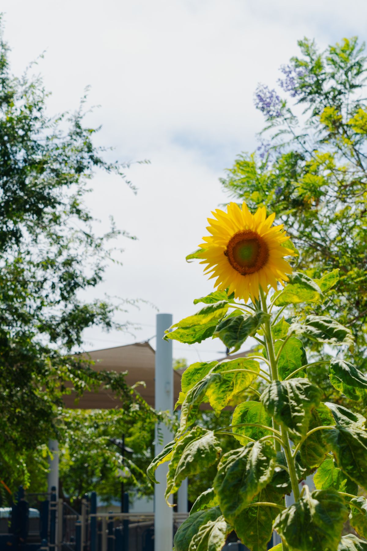 Strength: Our New School-Wide Theme | The Willows Community School