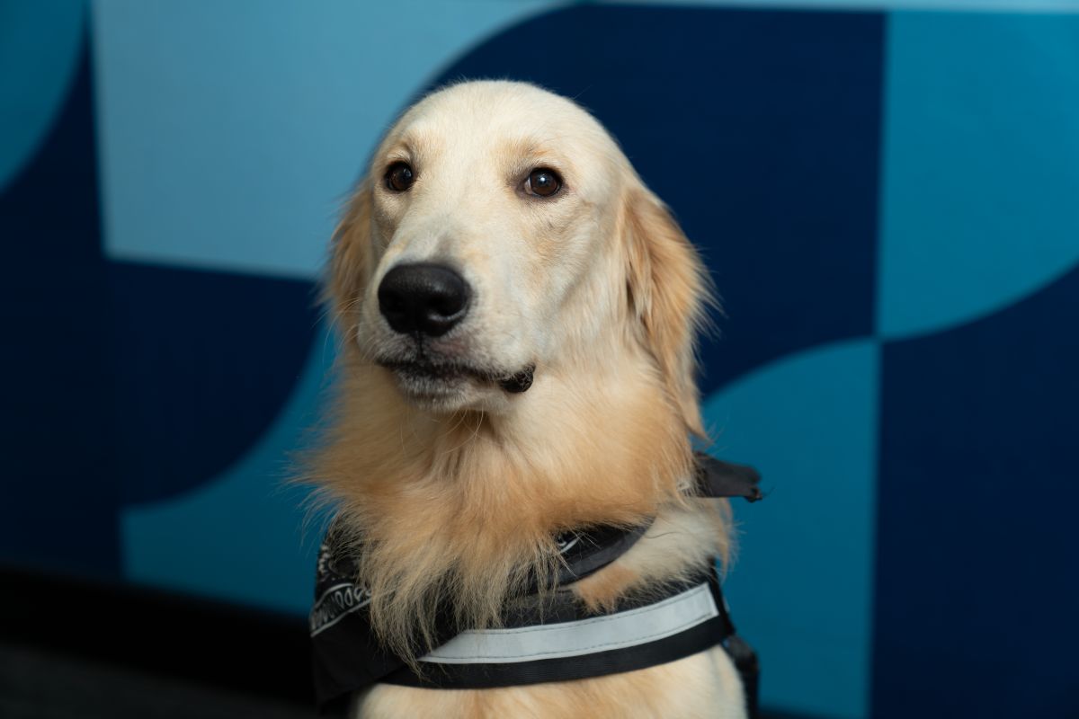 Panther Pups are back! | All School News single