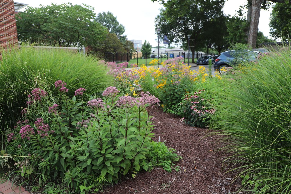 Students Discover the Benefits of a Native Garden | News details