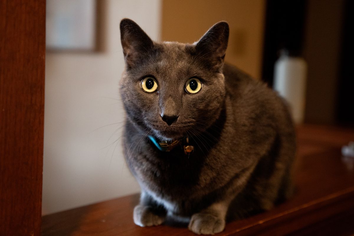 A Day in the Life of Some Emma Cats: Kuzco and Haru | News Details