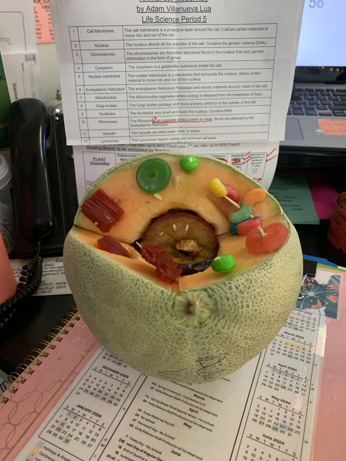 Wilson Middle School Scientists Build Cell Models | Post Details