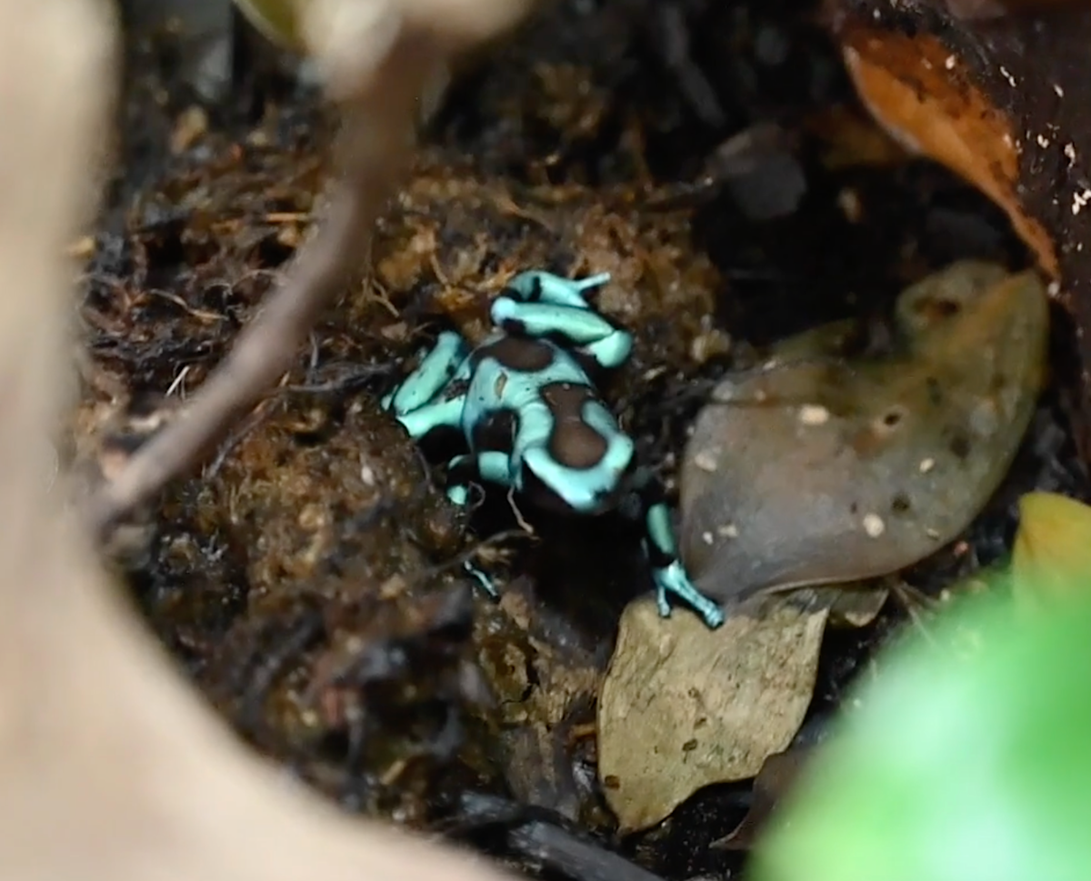 (VIDEO) Feeding the Dart Frogs in PRISM | Post Details