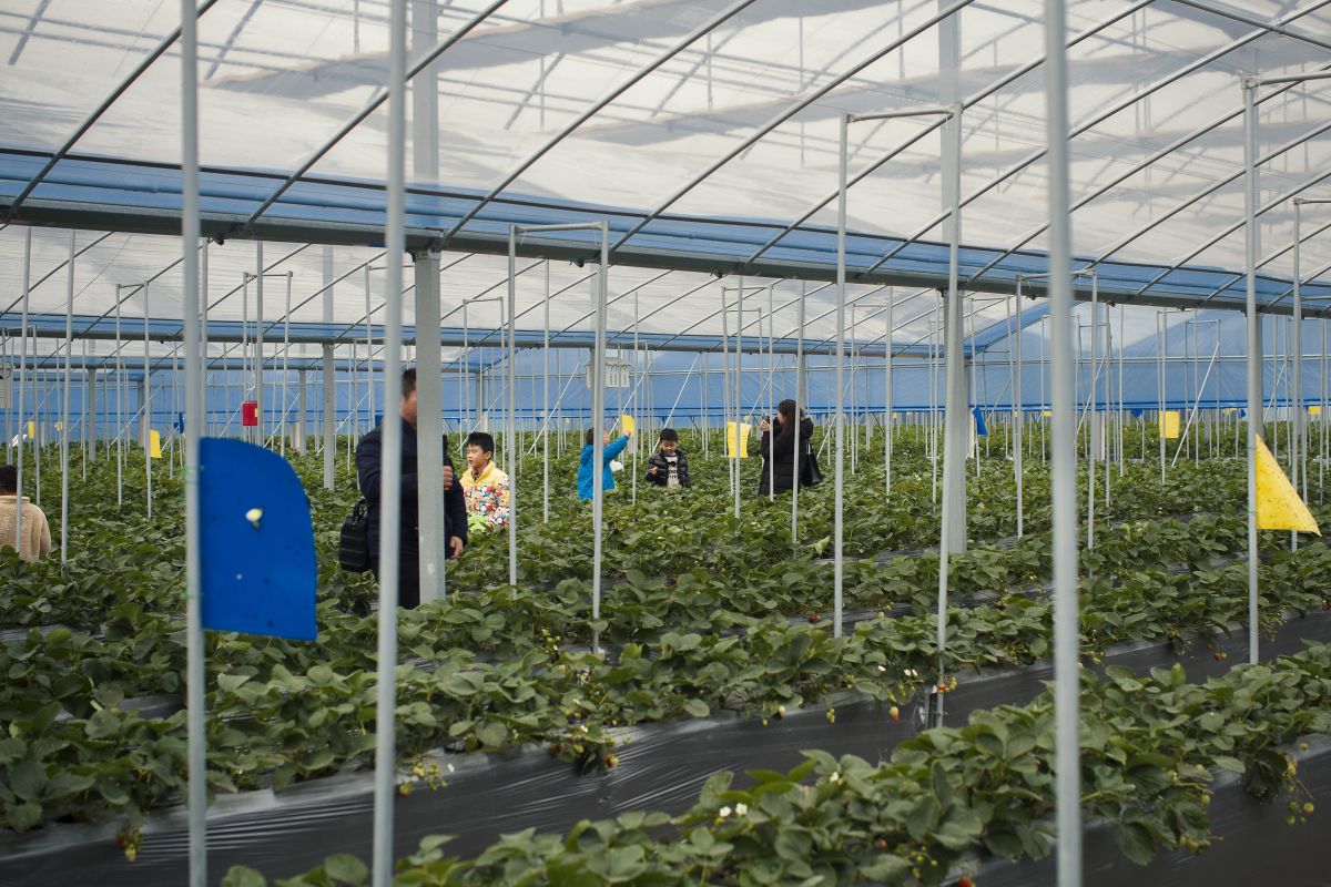 Farming Knowledge: Grade 1 Visits Fengshuo Farm | Article