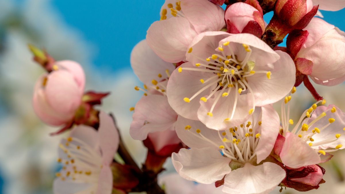 March 19 is the first day of Spring | News Details