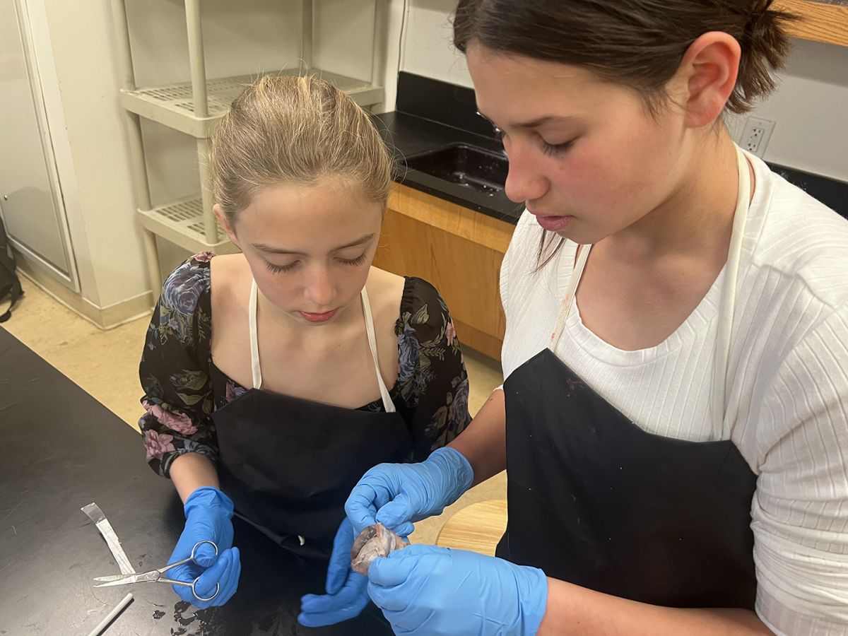 MBS 8th Graders Dissect Cow Eyes as Part of Unit on Light Energy ...