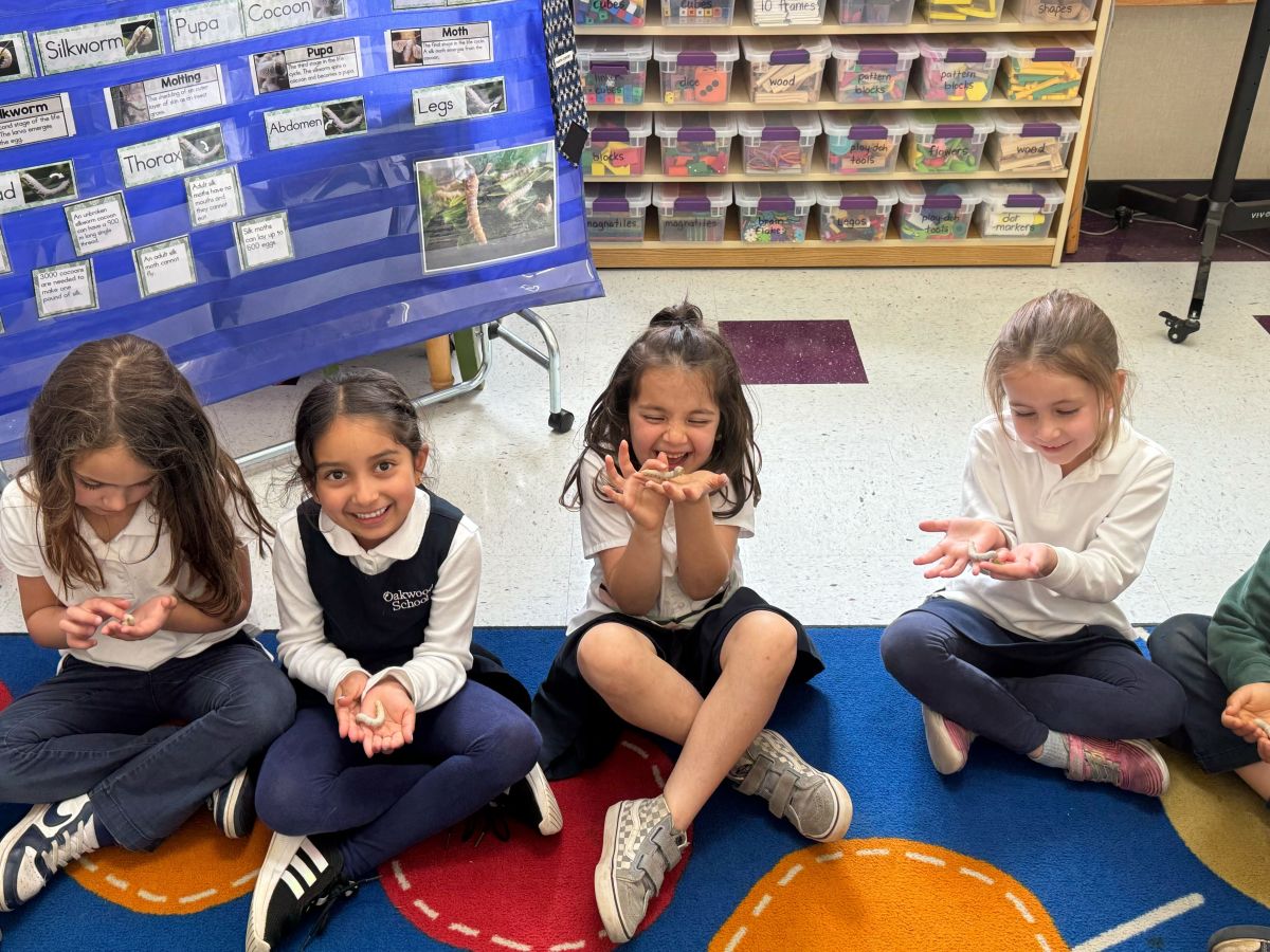 Kindergarten Entomologists | News Details