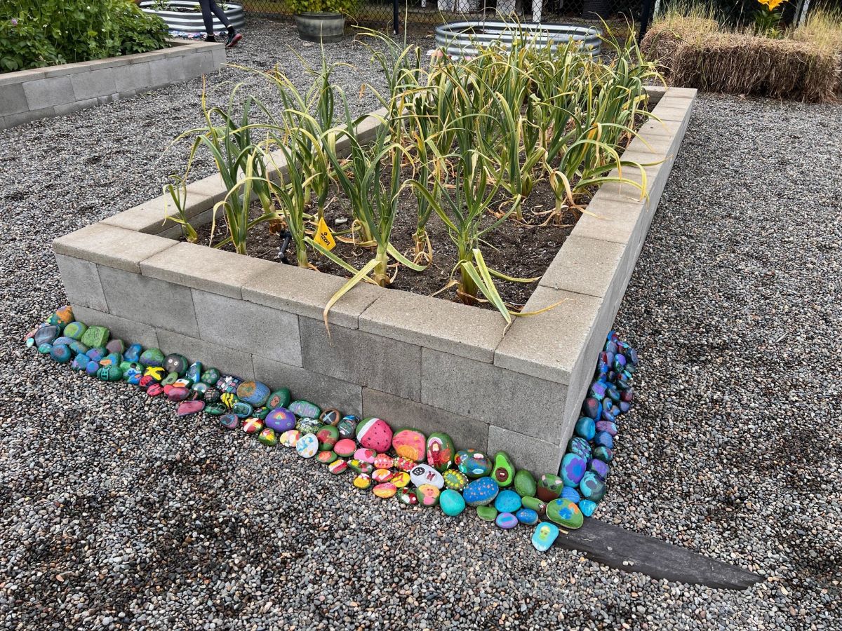 Rocking Individuality: Students Paint Unique Rocks for Garden Display ...