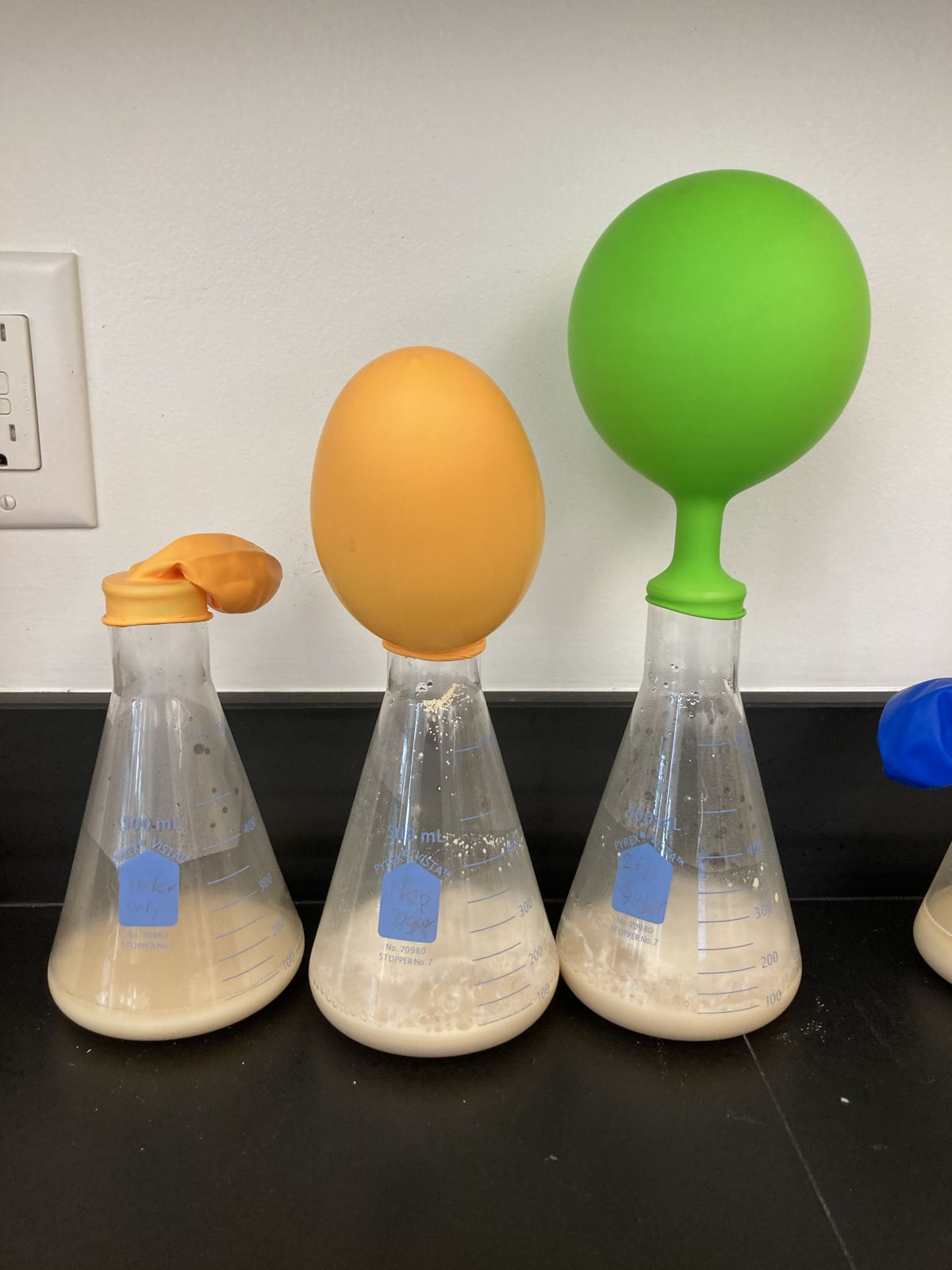 Yeast Balloon Lab Testing | news details